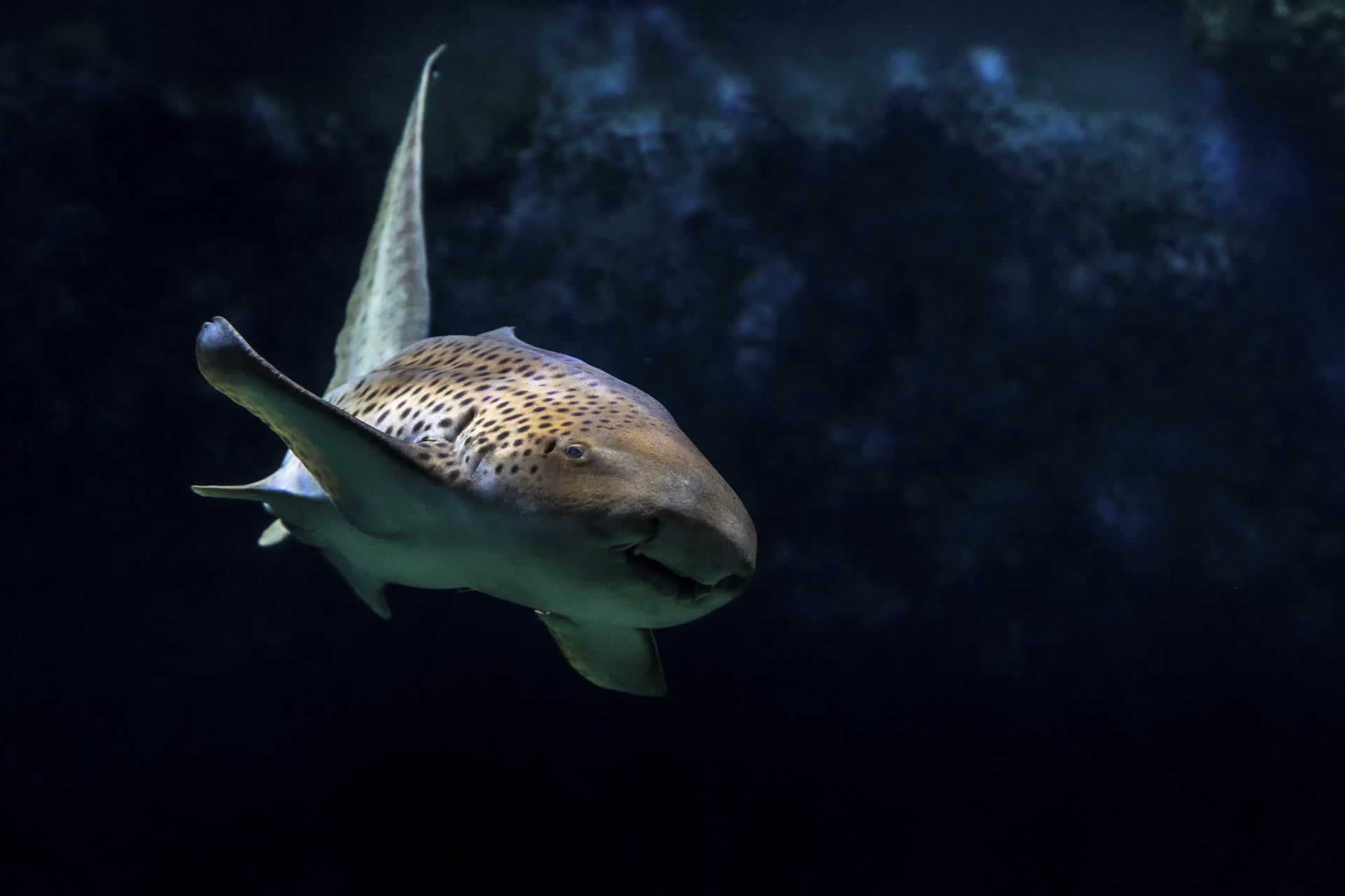 L’Aquarium de Lyon, un lieu unique pour les petits et les grands ! - La ...